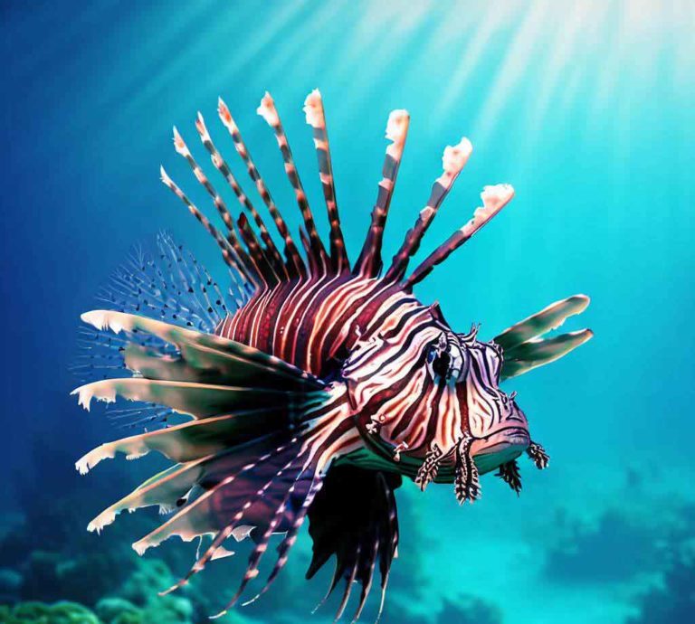 Feuerfisch: Ein exotischer Bewohner der Meere im Porträt