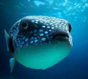 Kofferfisch: Ein ungewöhnlicher Bewohner der Meere und Ozeane